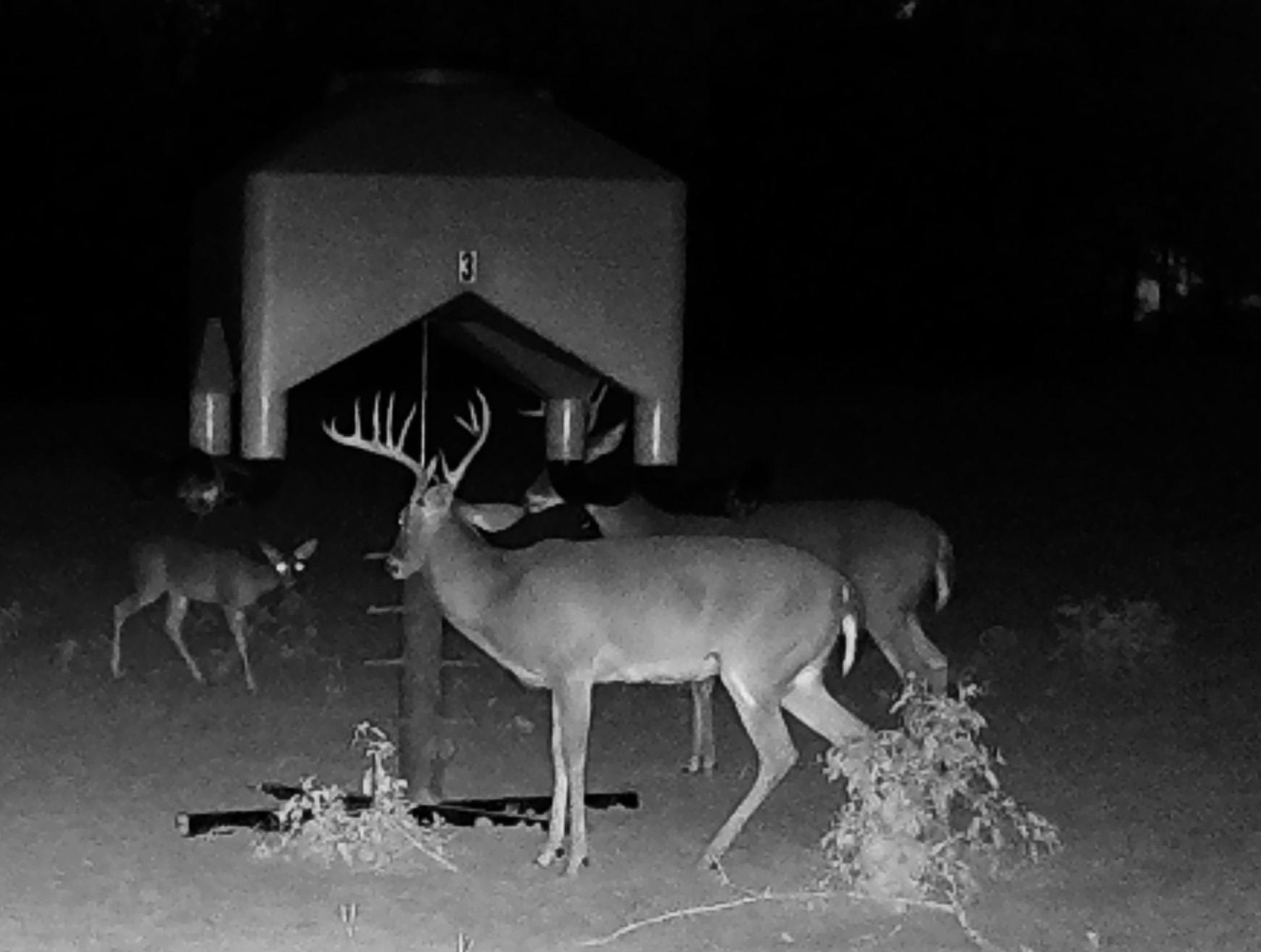 Hayter Farm - Texas Hunting Post